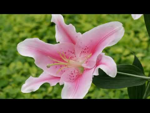 12 Types Of Beautiful Pink Lily Flowers