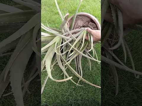 How to propagate Aloe vera #aloevera #aloeveragel #gardening #plants #aloeverababy #girl #plants#psl