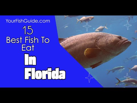 The 15 Best Fish To Eat In Florida | YourFishGuide.com