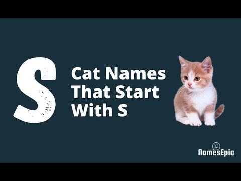 20 Best Cat Names That Start With S | Girl and Boy Cat Names