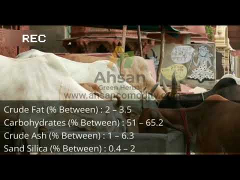 Wheat Bran For Animal Feed "Ahsan Green Herbal"