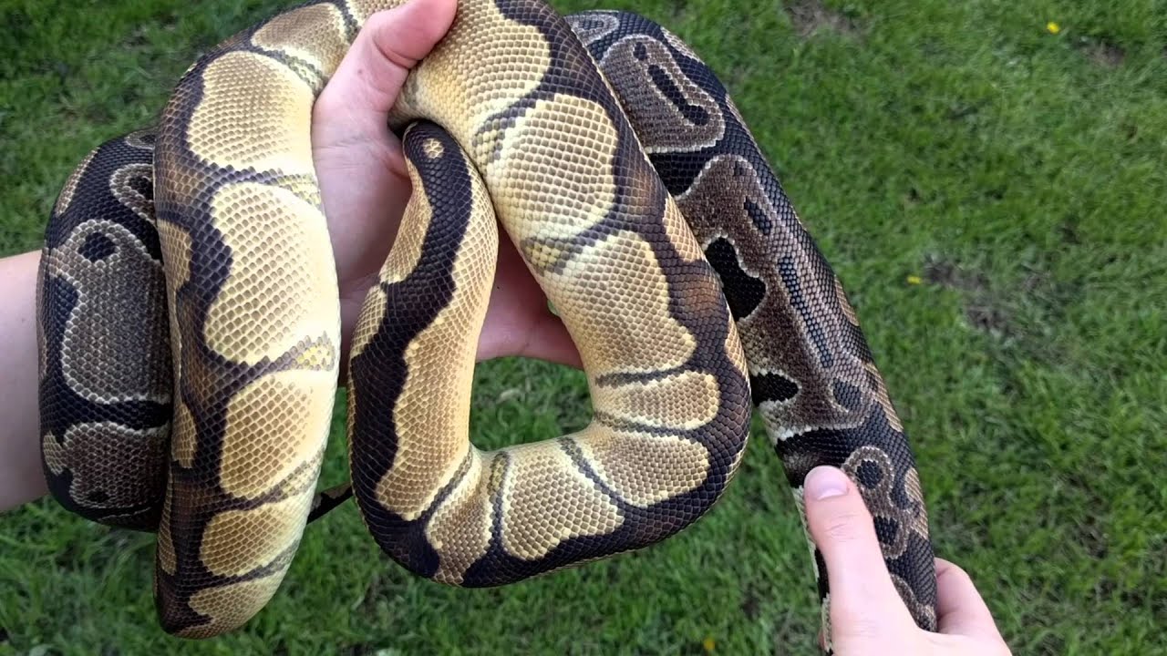 Ball Python Morphs: Clown