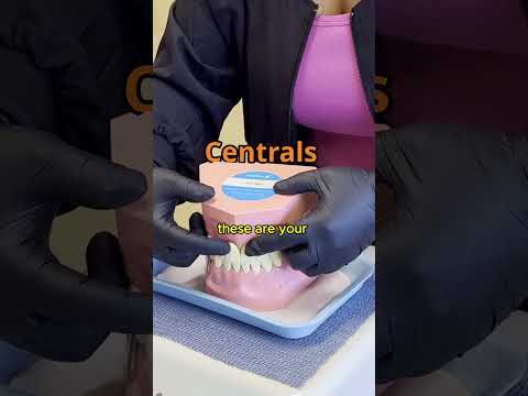 Did you know your teeth have names? Ms. B reveals the secrets behind your smile! 🦷 #DentalTrivia