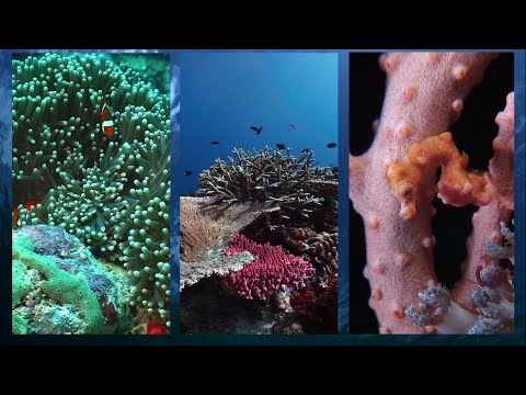 Coral Reef Resilience by Dr. Bruce Carlson