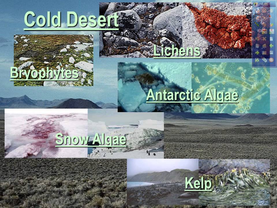 Terrestrial Biomes notes 1