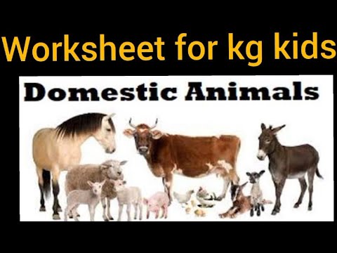 DOMESTIC ANIMALS EASY WORKSHEET FOR KG KIDS