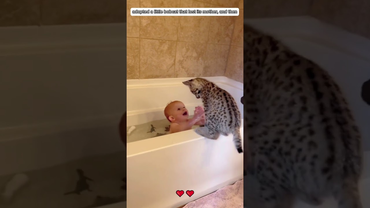 A family adopted a baby bobcat that was abandoned by its mother. #bobcat  #shorts #loveanimals