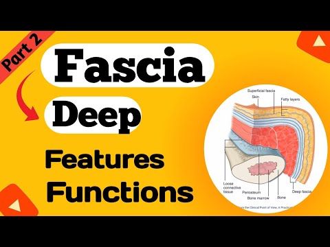 Deep fascia. Types of fascia. General Anatomy laik hussain. Lecture no 18.