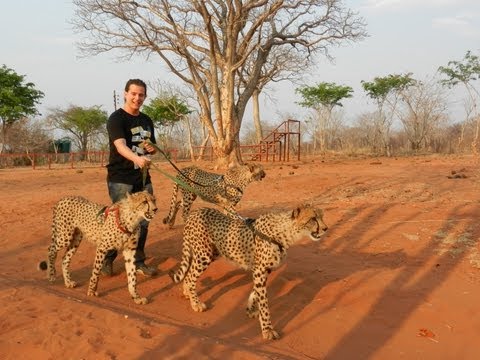Walking With Cheetahs in Africa With Mukuni Big Five Safaris