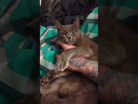 what would you name my cat #russianblue #cutepets #adorable #felinecompanions #catsworld #classycats