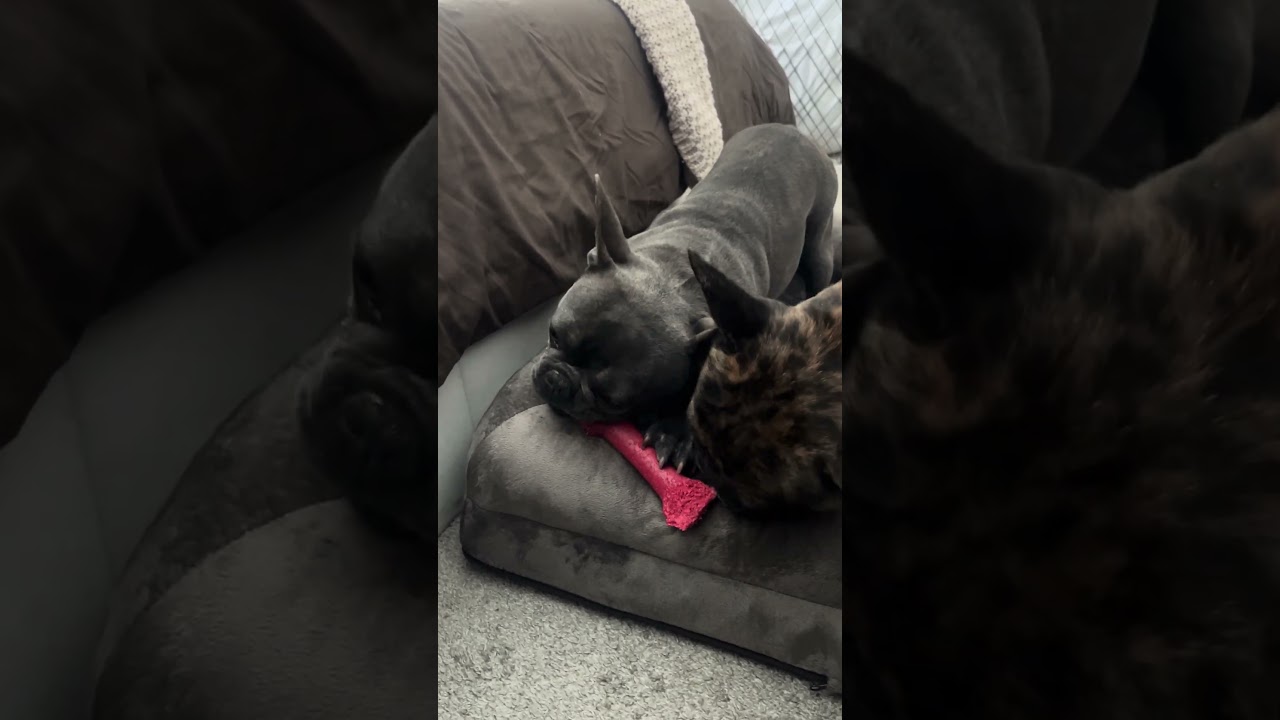 Watch These Yorkie Twins Share the Love!