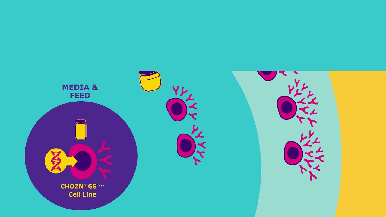 CHOZN® GS-/- cell line. Accelerate your upstream process development