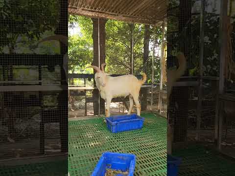 Male Saanen Goat For Sale | Whatsapp: 854-754-4000