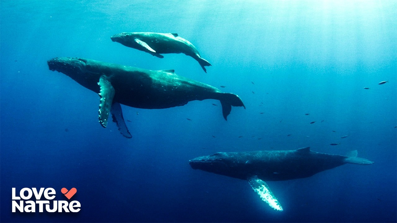 The Evolutionary Arms Race: 500 Million Years of War | Wonders of the Ocean 102