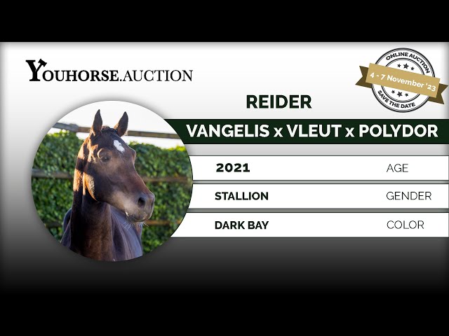 Youhorse.auction | Reider
