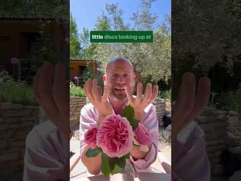 personal growing review of Rose ‘ Duchess of Cornwall’ #gardenerben