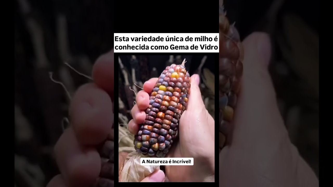 Linda variedade de milho! Saiba mais na descrição...