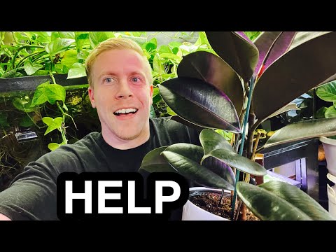 Rubber Plant is Not Growing? Tips to Grow Faster