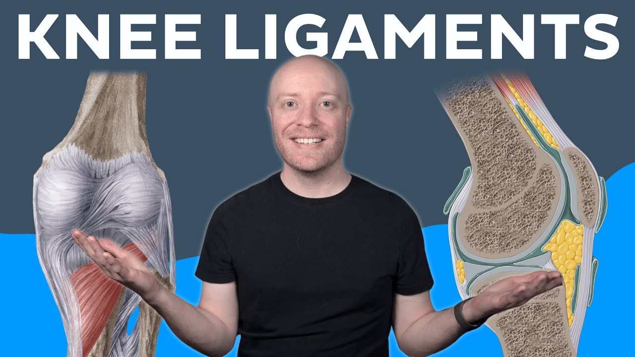 Ligaments of the knee anatomy | Kenhub