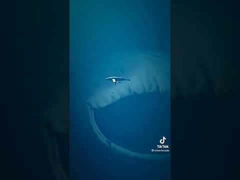 ikan nun dan paus biru