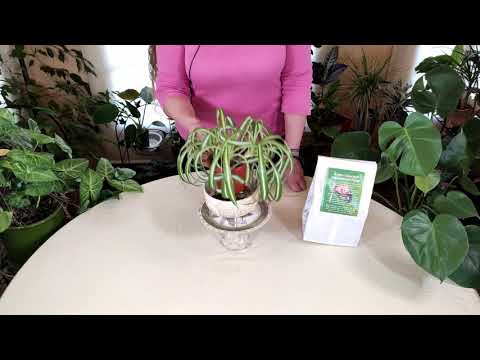 When Spider Plant Leaves Bend and Break / Viewer Inspired