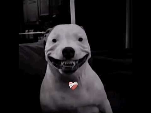 #edit #pitbull #cupcake #smile #dog #shorts