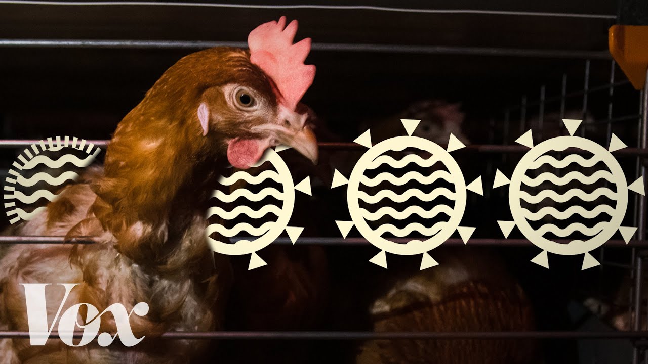 The next pandemic could come from our farms