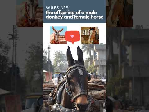 What is a Mule