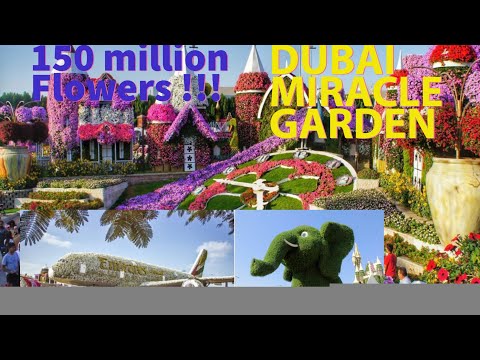 Dubai Miracle garden -UAE | 4K video | world's largest natural flower garden| 150 million flowers !