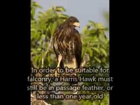 Trapping a Hawk | Giga