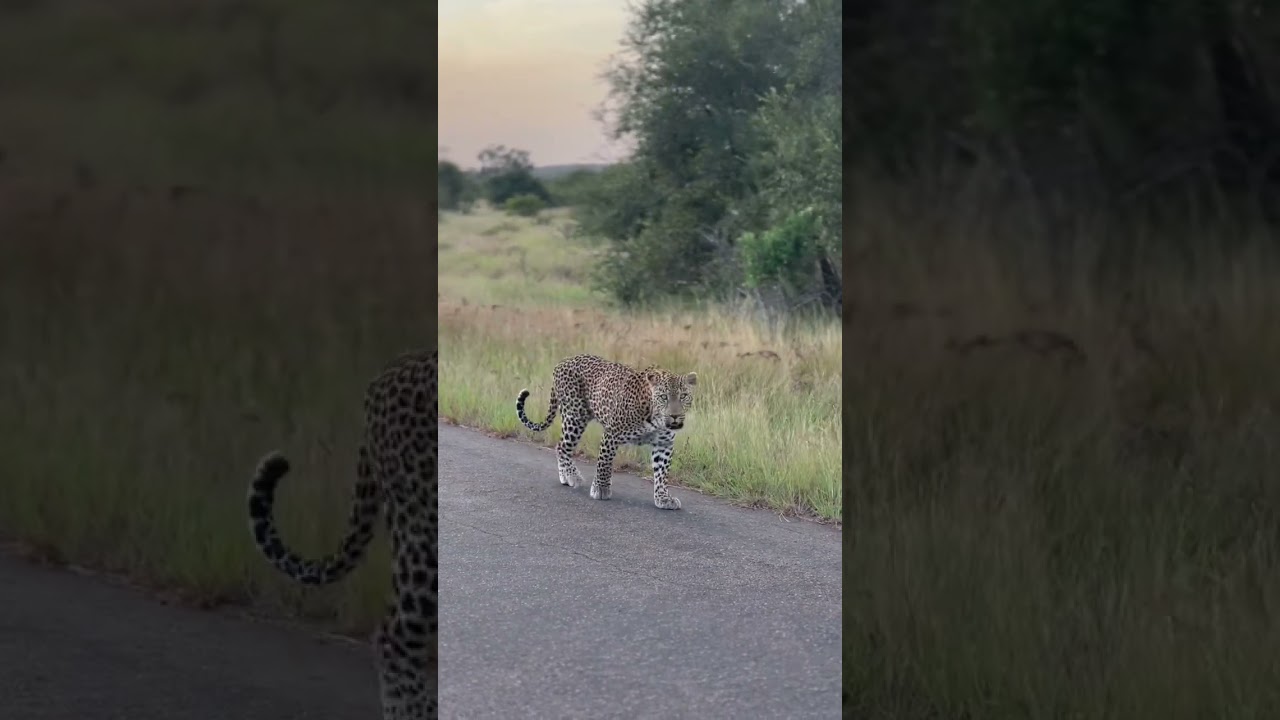 Big Male Leopard Walking In The Road