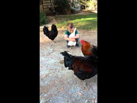 This Viral Video of a Little Boy Hugging His Pet Chicken Will Make Your Day
