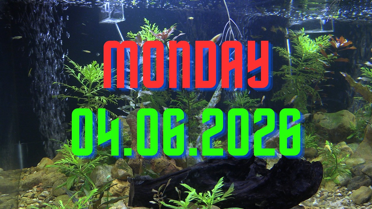 MSGR Library Aquarium Daily Livestream! Monday 04/06/2026