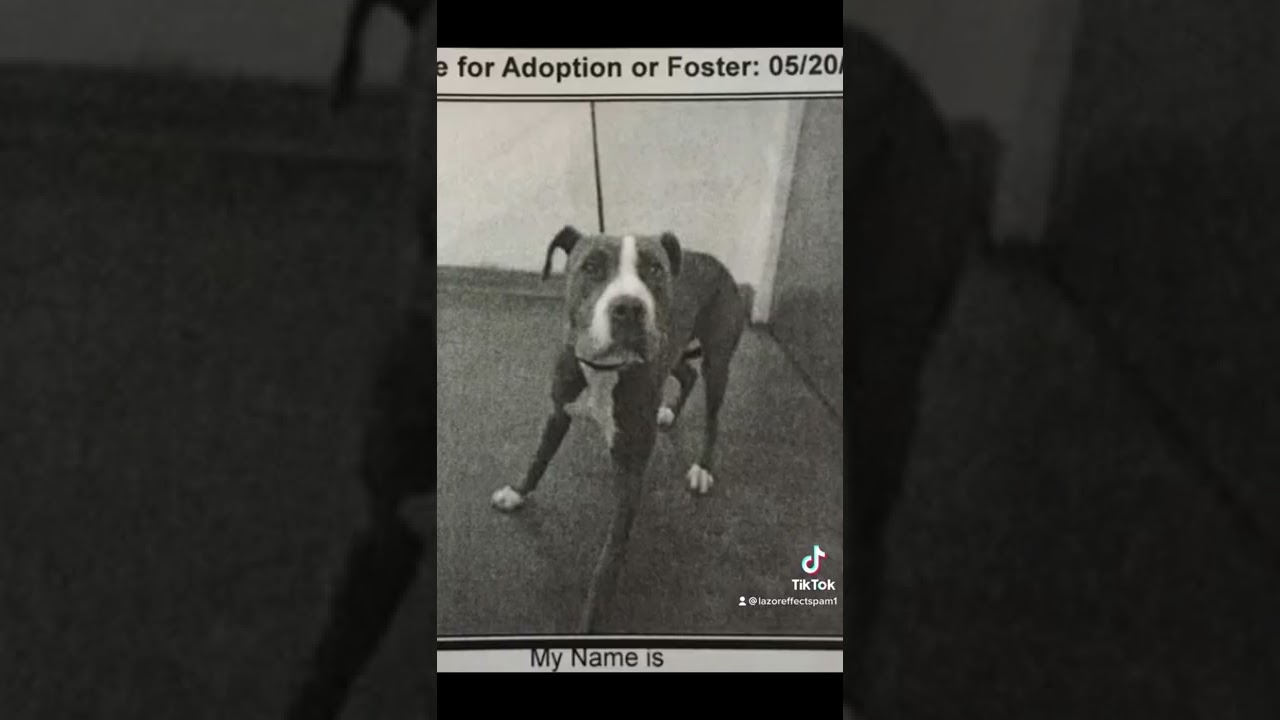 Dogs Before And After Being Rescued #shorts