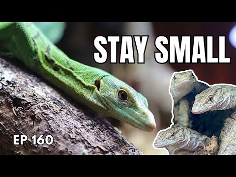 Best Monitor Lizard for Beginners