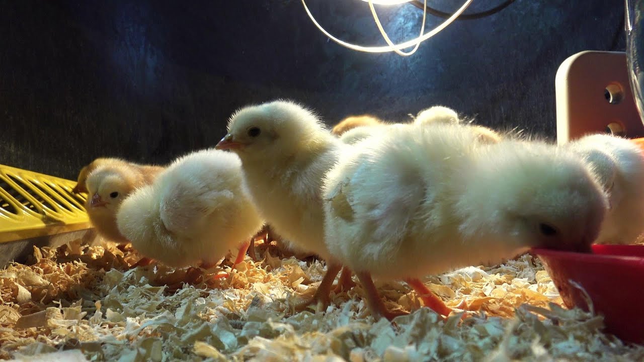 How to raise baby chicks...Simple and easy tips for a healthy flock!
