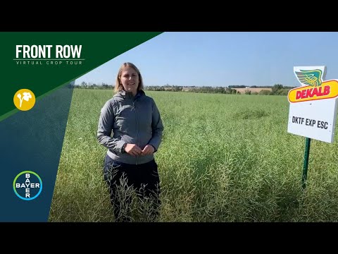 The Front Row: DEKALB® DKTF 93 SC - An Ultra Early Maturing Canola Hybrid
