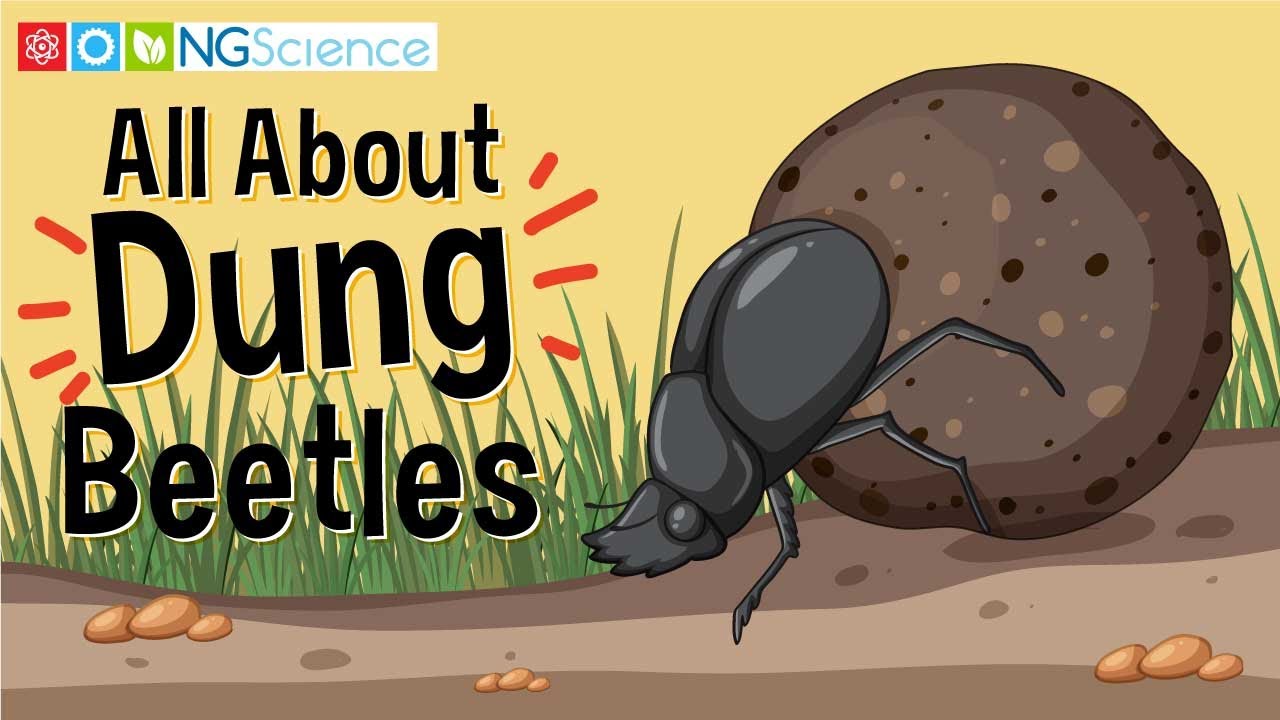 All About Dung Beetles