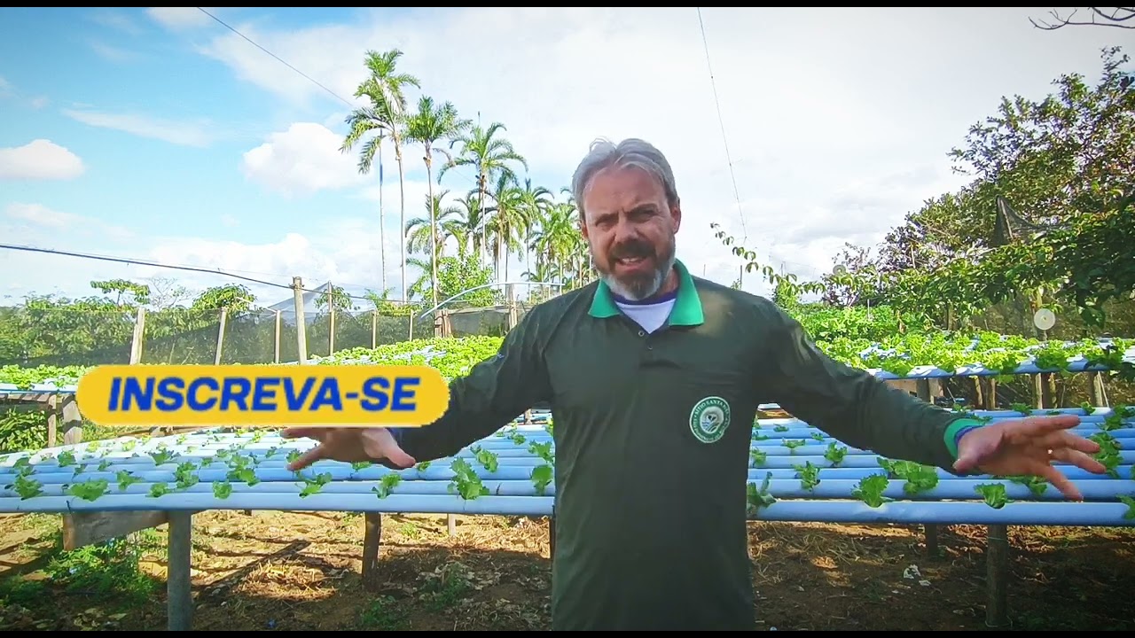 Hidroponia, por onde começar?