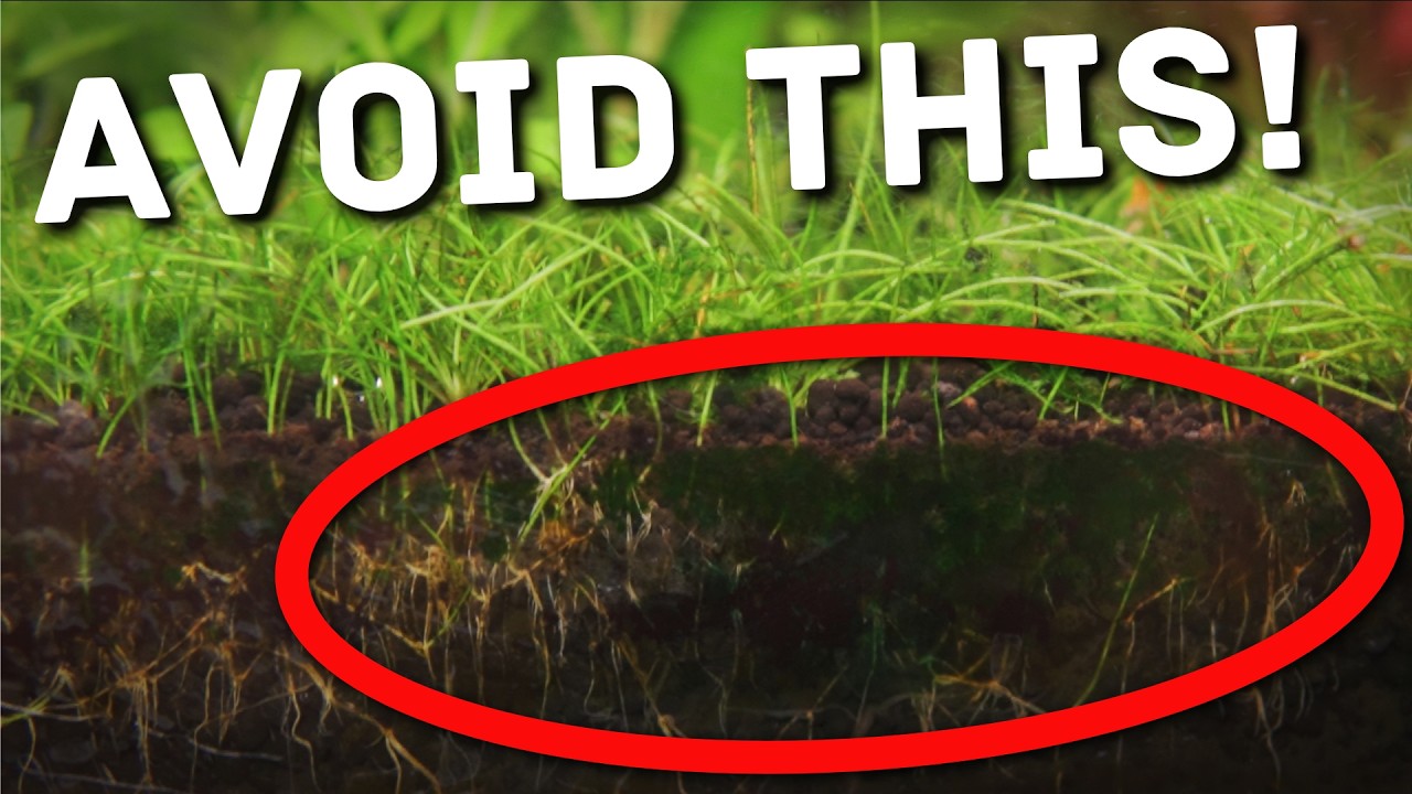 Is Your Substrate Ruining Your Planted Tank?