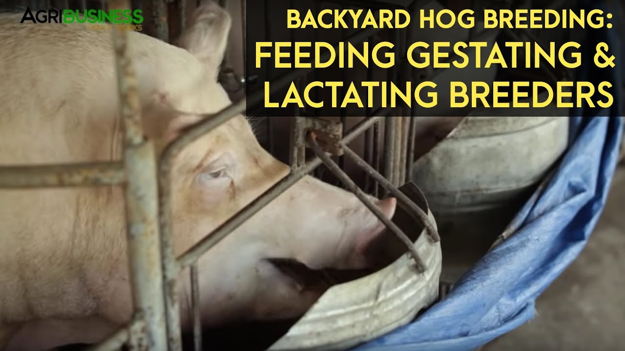 Backyard Hog Breeding: Feeding Gestating and Lactating Breeders | Agribusiness B-MEG Episode 9