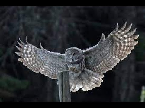 Steam Community :: Video :: deepwoken slander