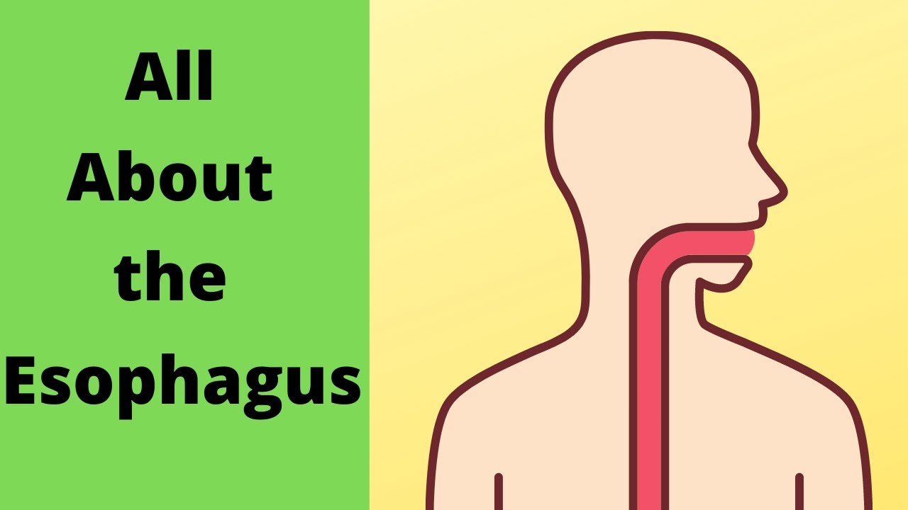 All about the Esophagus