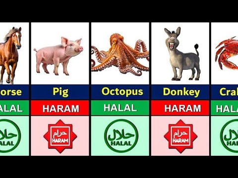 Halal and Haram Animals in islam 2025 || Islam in America, Europe, Africa, Asia, channel live, sobhi