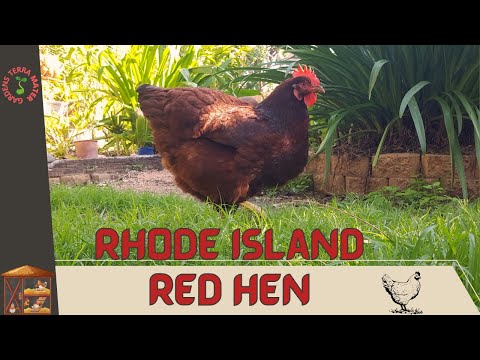 RHODE ISLAND RED HEN Information and Raising Tips!