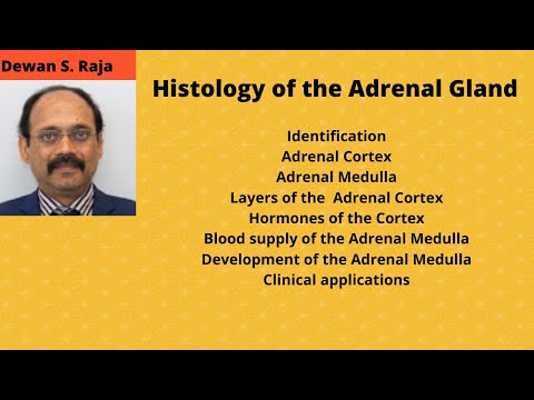 Histology of the Adrenal Gland