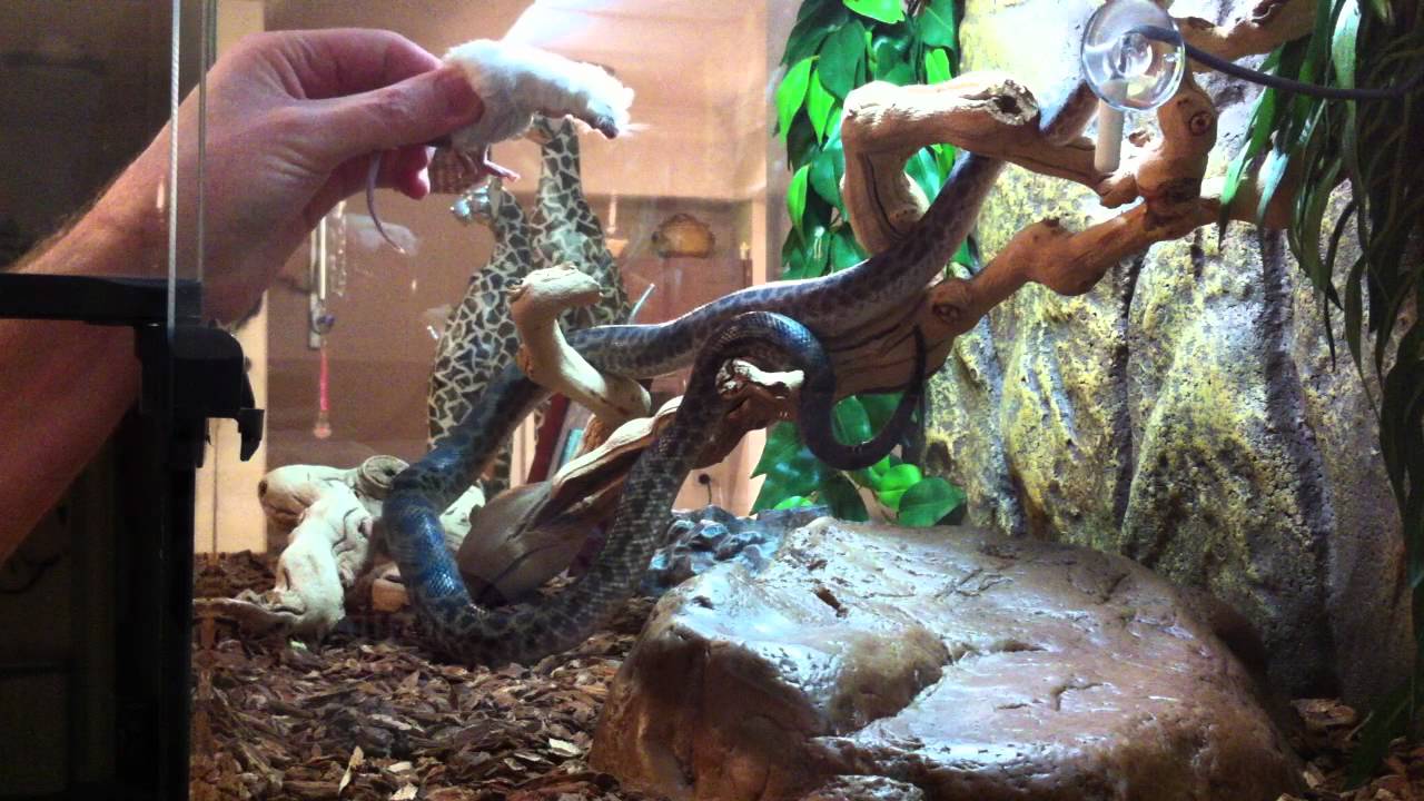 Seth the spotted python being hand feed.