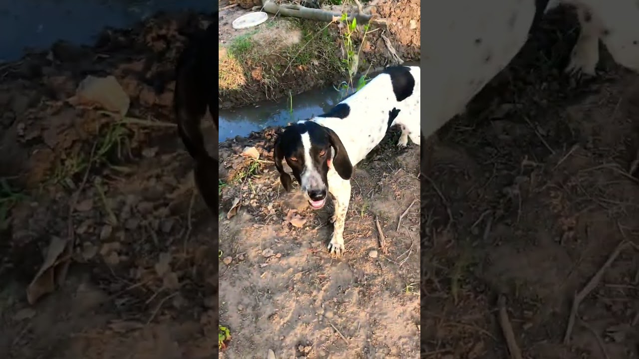 Pointer Dog Breed – Ferocious Hunter Or A Cuddly Pet 👍 #dog #shorts