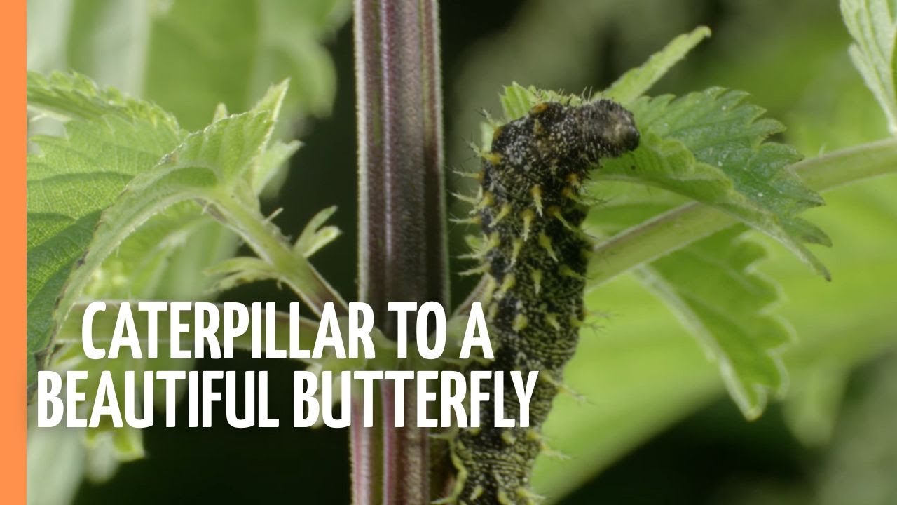 The 6 Best Documentaries About Caterpillars - Documentarytube.com
