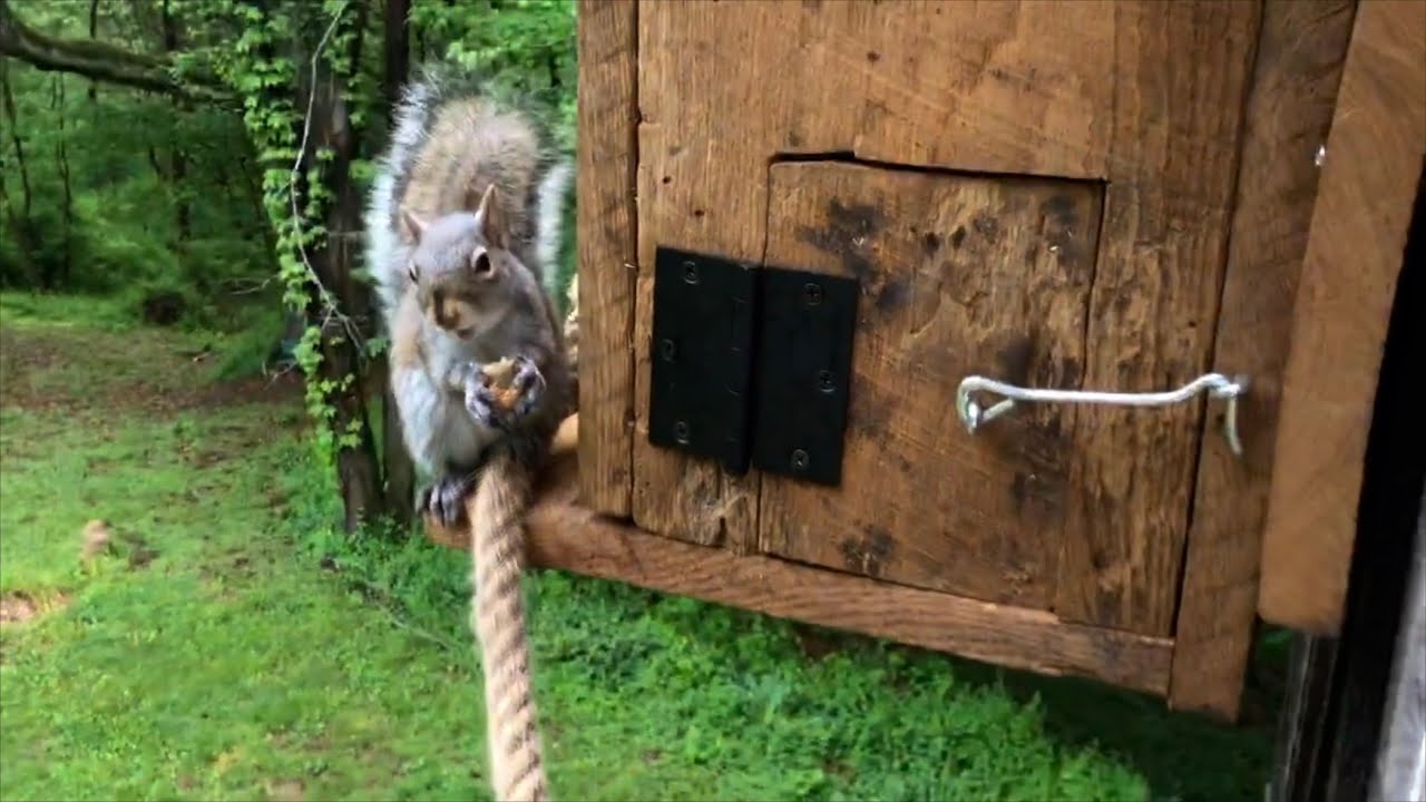Awesome Indiana Squirrel Nest Box